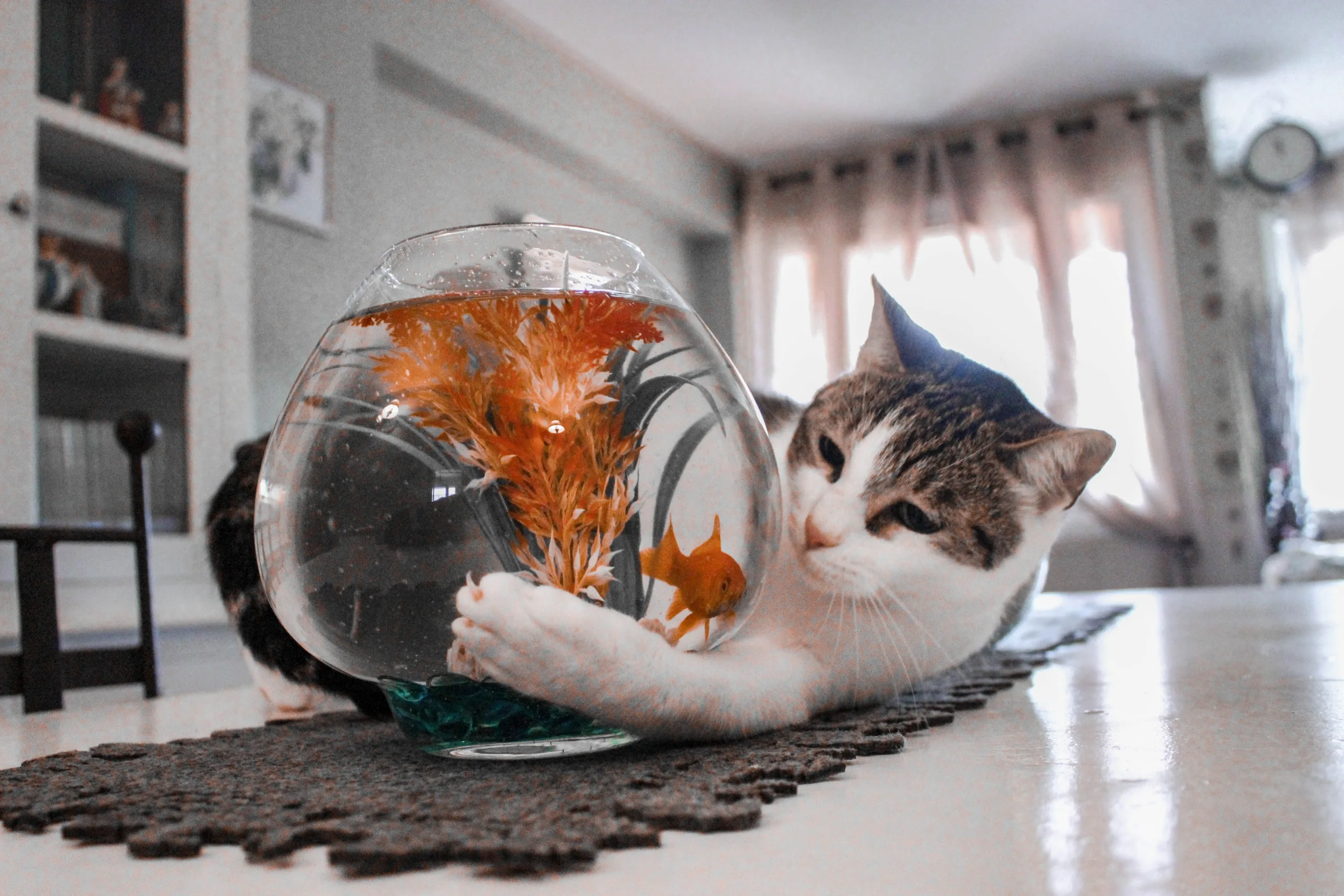 Space Names For Cats DOGSANDCATS LIFE Space Names For Cats DOGSANDCATS LIFE